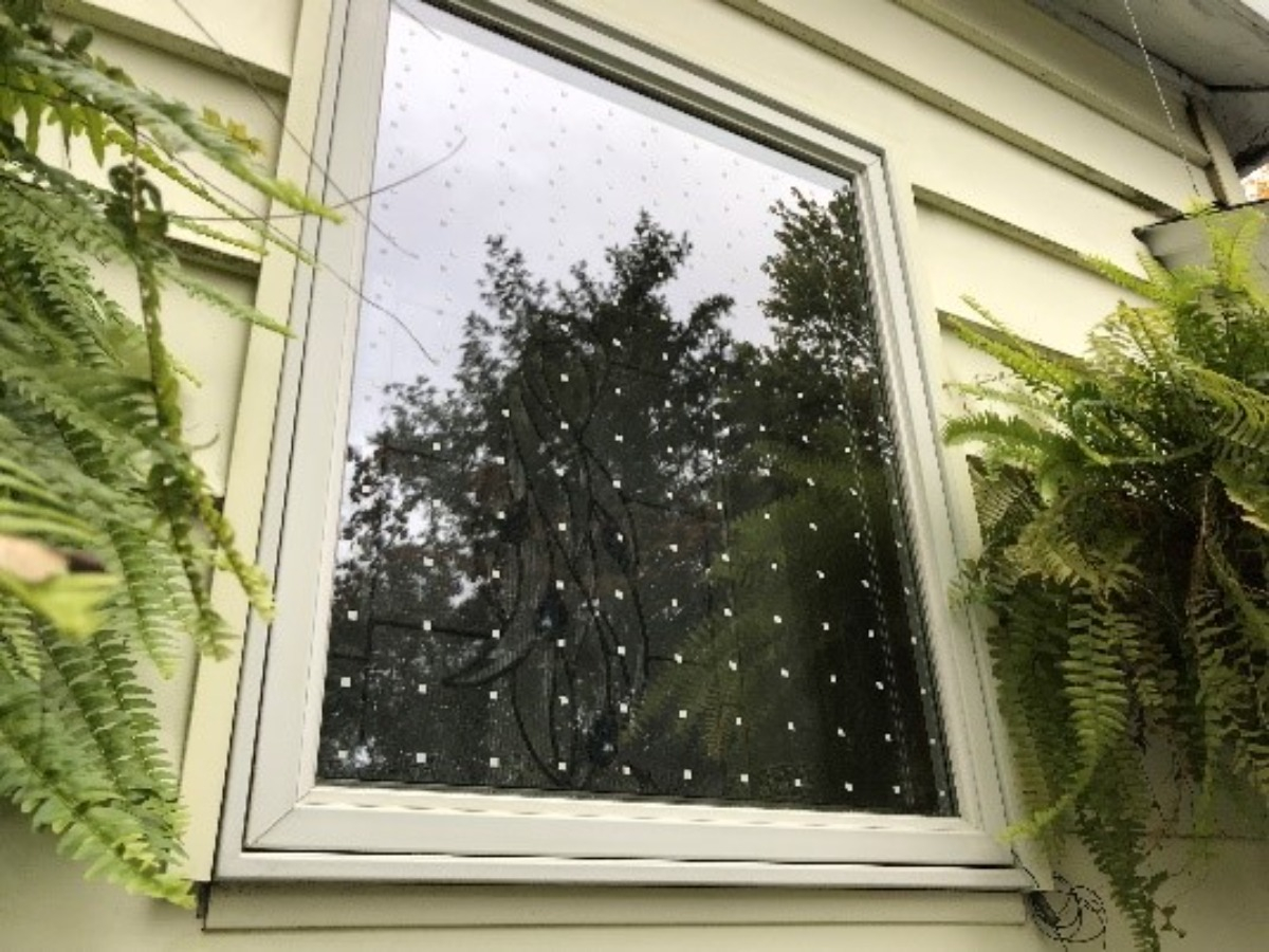 Bird-friendly window with dot pattern decal to prevent collisions | FWS.gov